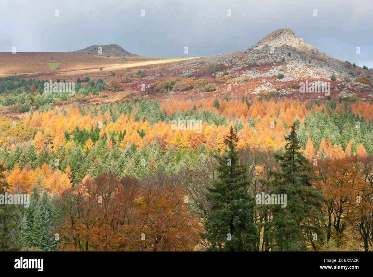 Layers of coniferous woodland in autumn colouring below tors on ...