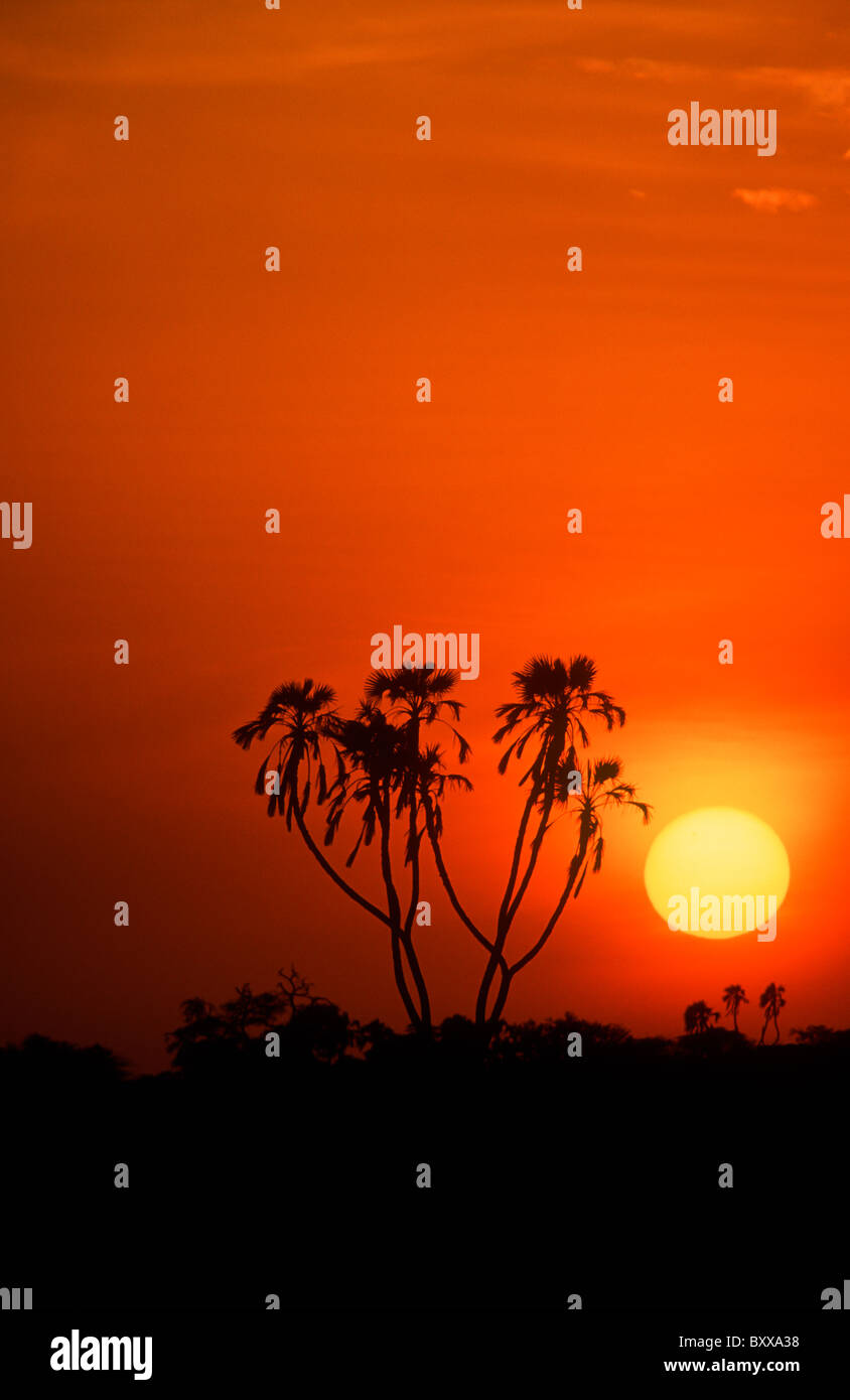Doum palm, or gingerbread tree, Hyphaene thebaica, Samburu, Kenya Stock ...