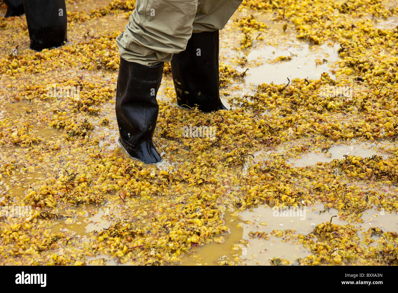 Treading the grapes hi-res stock photography and images - Alamy