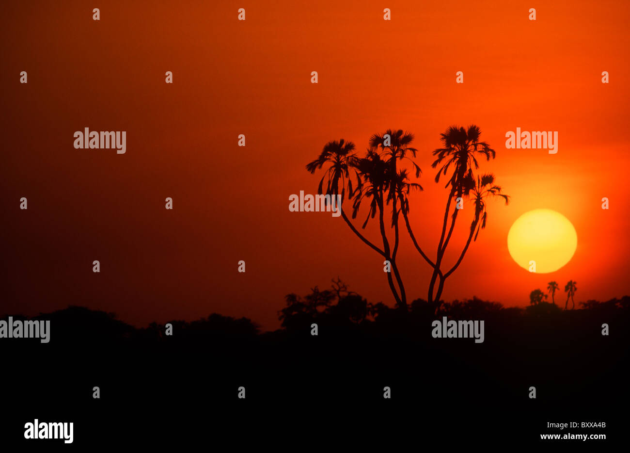 Doum palm, or gingerbread tree, Hyphaene thebaica, Samburu, Kenya Stock ...