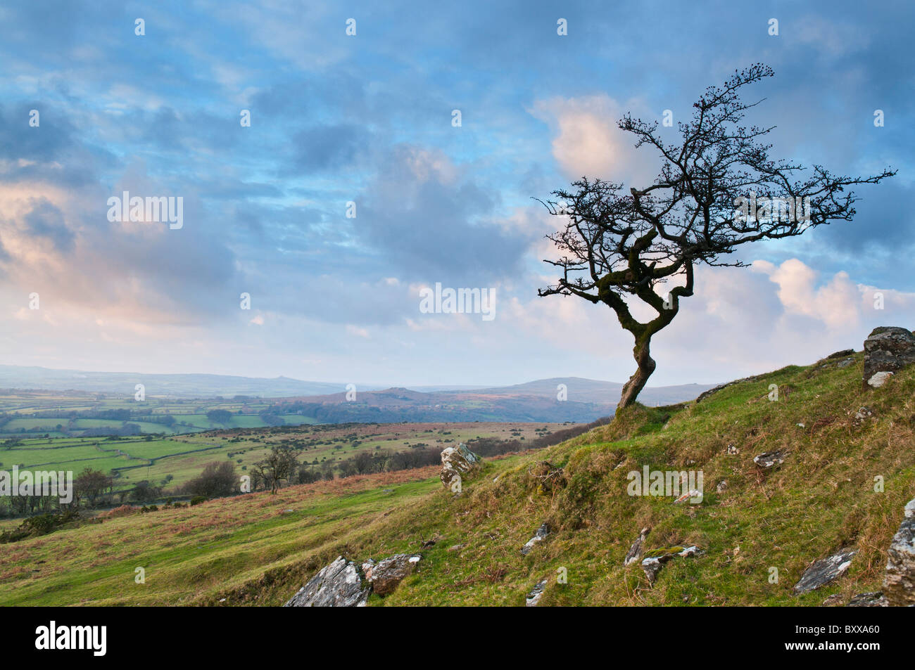 Hillside tree hi-res stock photography and images - Alamy