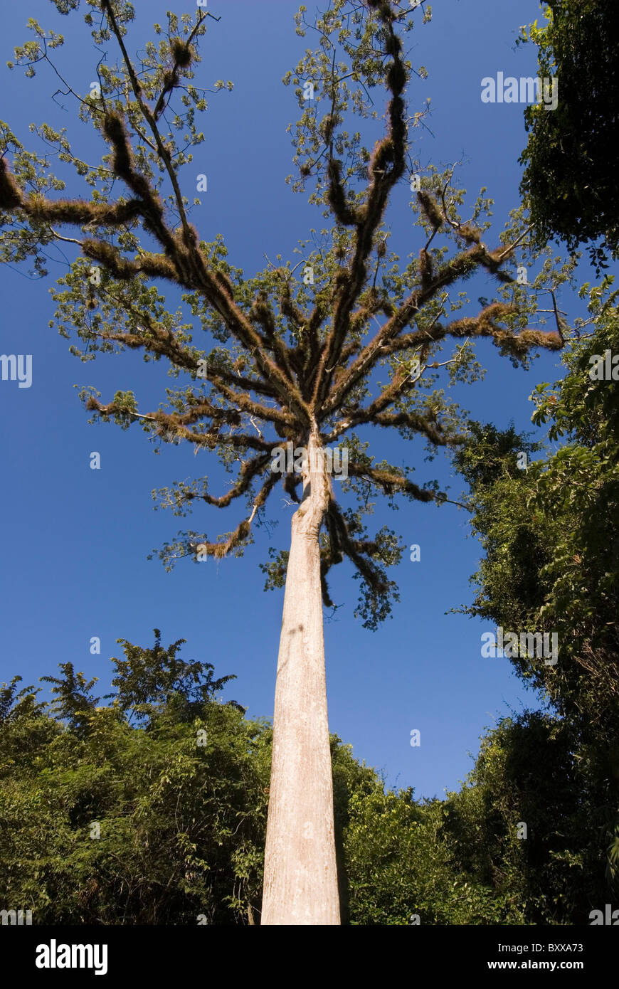 National tree of guatemala hi-res stock photography and images - Alamy