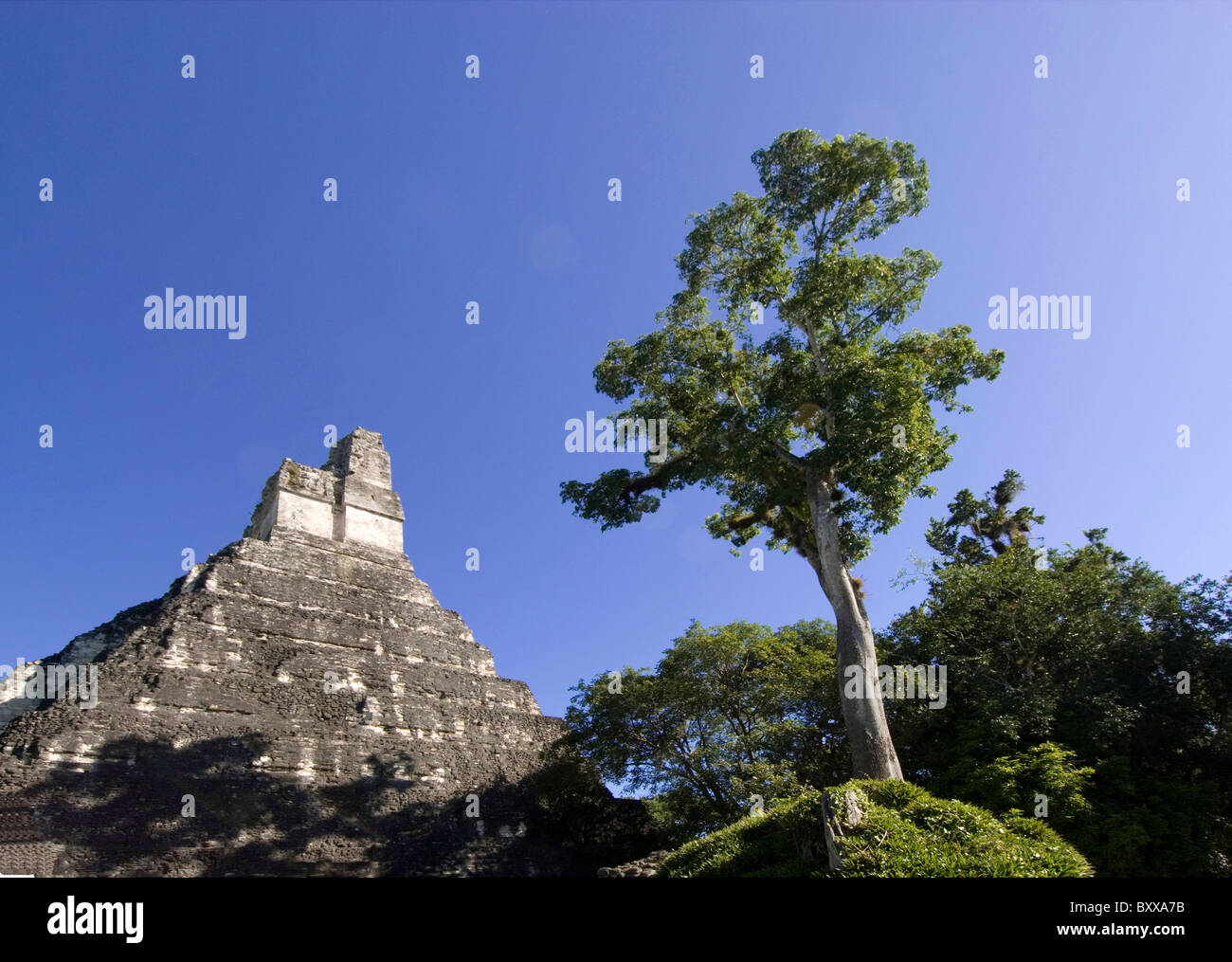 Maya Temple no 1 (Great Jaguar Stock Photo - Alamy