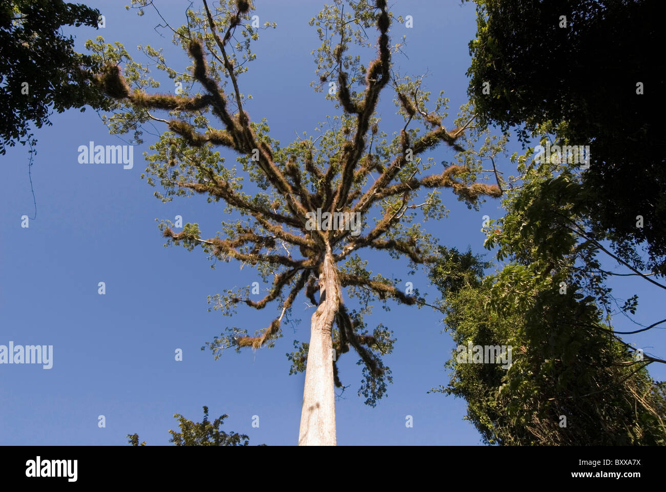 National tree of guatemala hi-res stock photography and images - Alamy