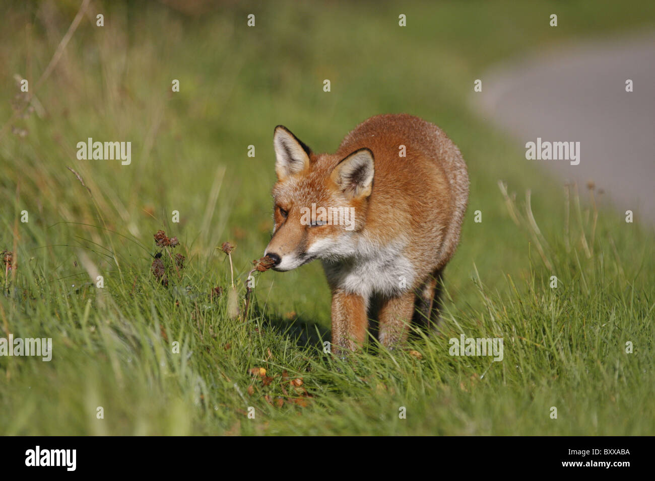 Red fox (Vulpes vulpes) sniffing a plant along a road, Highlands ...