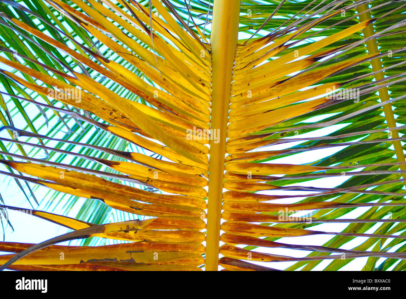 Puerto palm rico leaf hi-res stock photography and images - Alamy