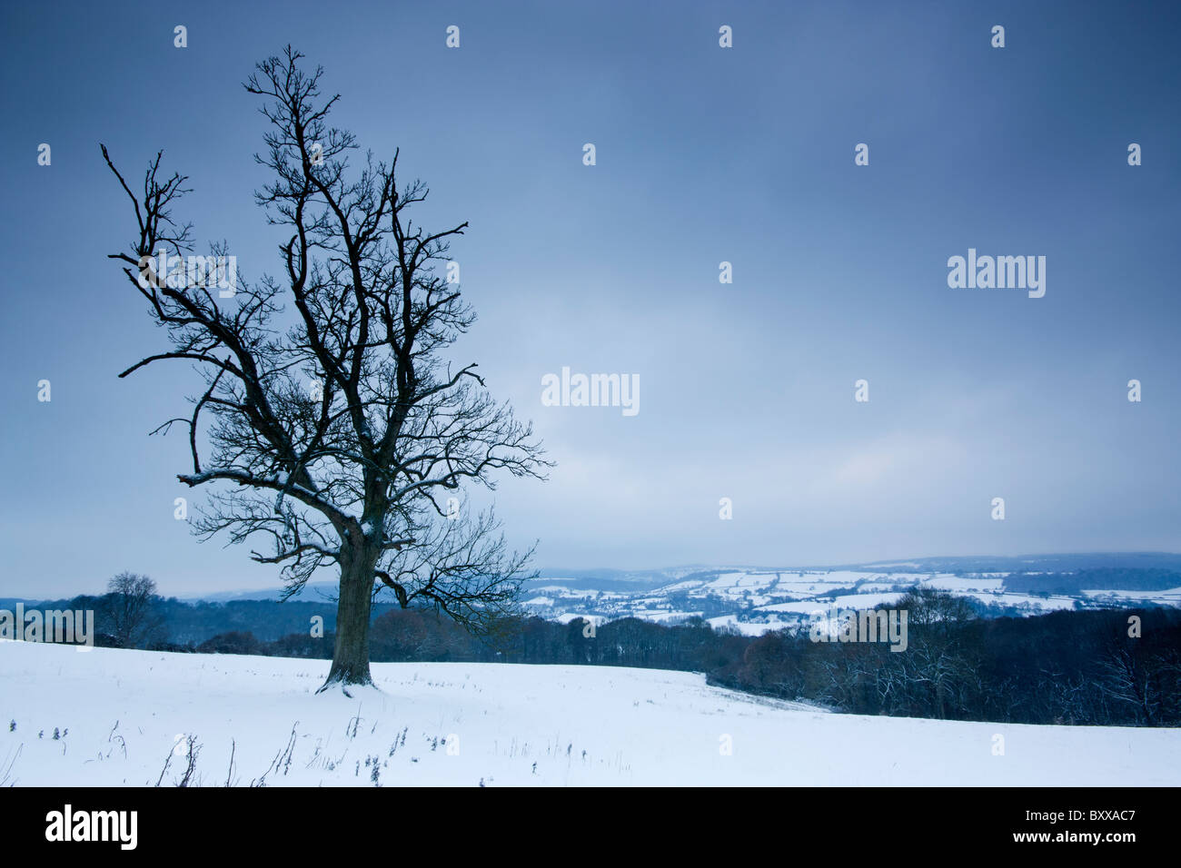 Dead oak hi-res stock photography and images - Alamy
