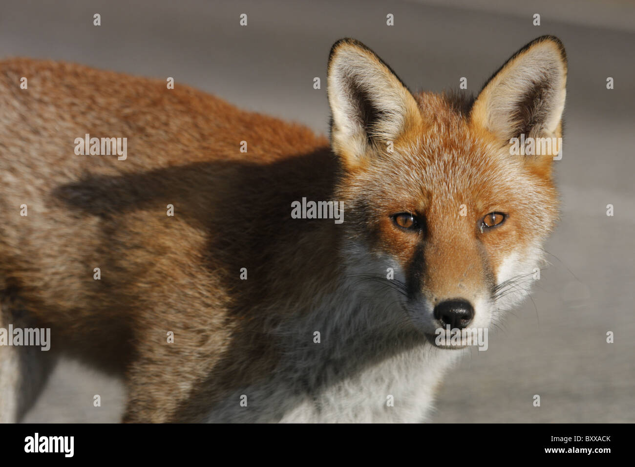 Red fox (Vulpes vulpes) close-up, Highlands, Scotland, UK Stock Photo ...