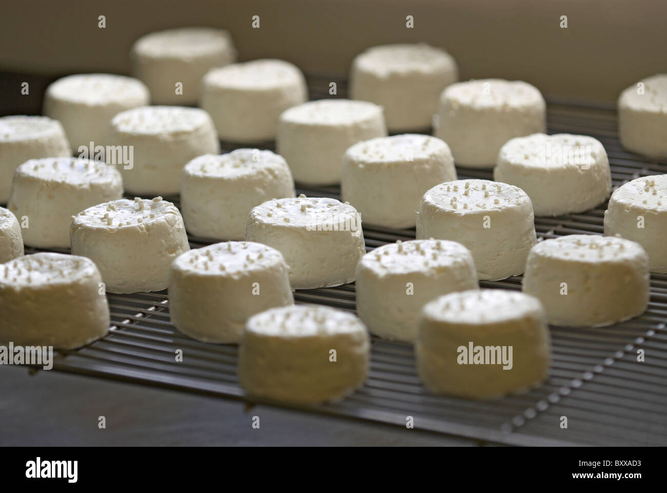 Making goat's cheese Stock Photo - Alamy