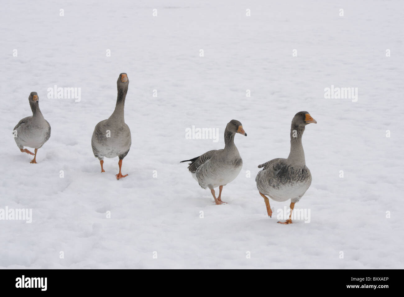 Goose step stepping hi-res stock photography and images - Alamy