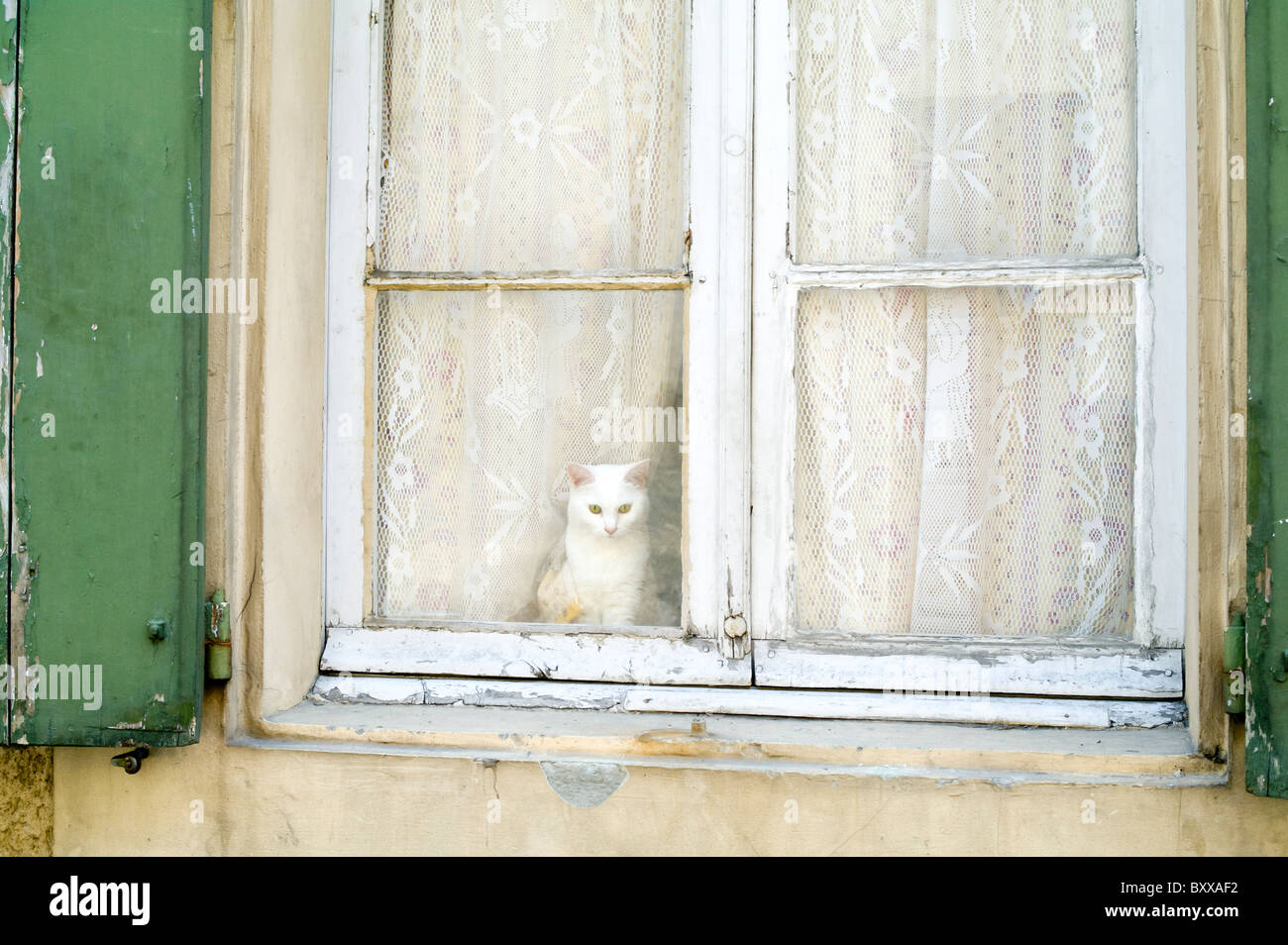 White Cat Looking Out from behind Old Lace Curtained Window Stock Photo ...