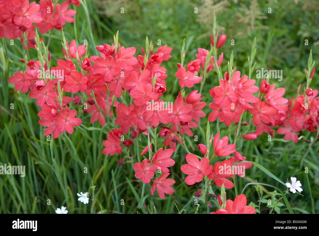 Schizostylis coccinea salome hi-res stock photography and images - Alamy