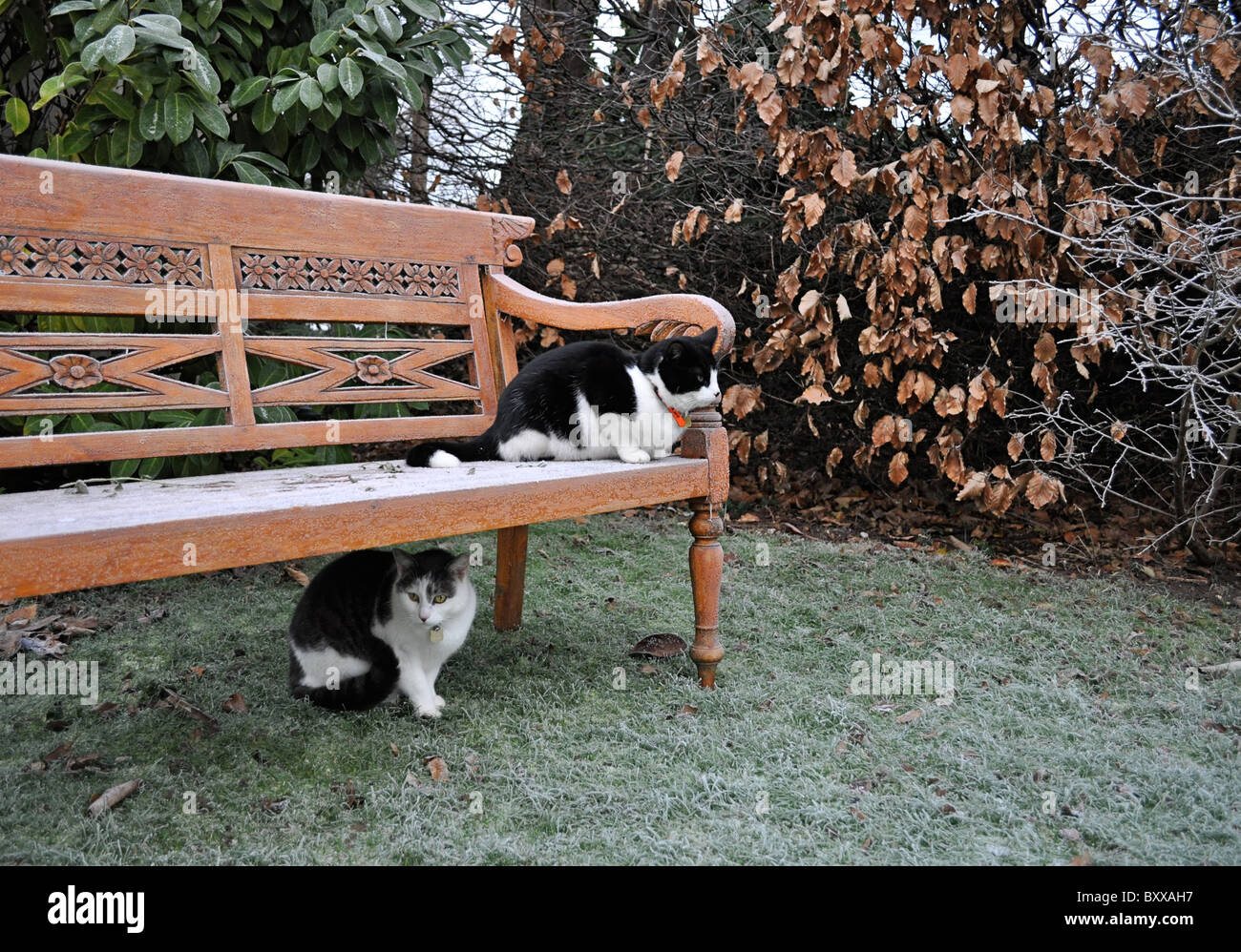 Male cats hunting in winter. Barack, black and white male cat, and ...