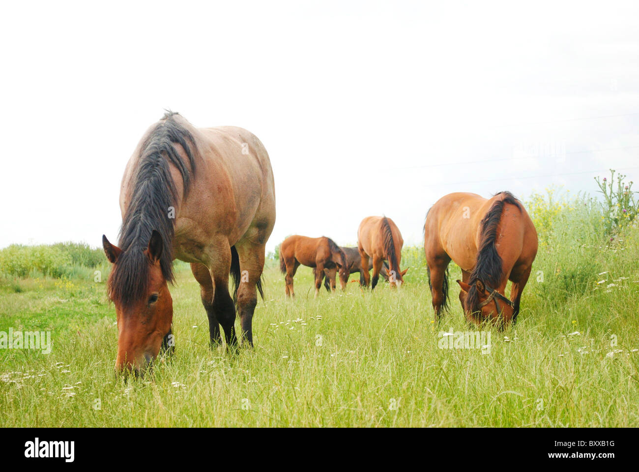 Horses in field Stock Photo - Alamy