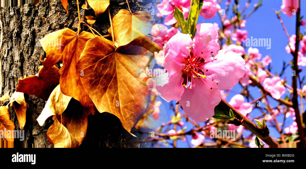 fusion on flowers Stock Photo - Alamy