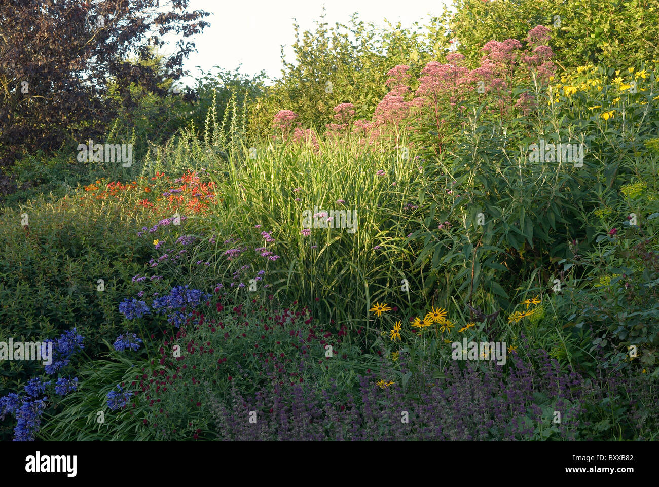 Summer flower border plant hi-res stock photography and images - Alamy