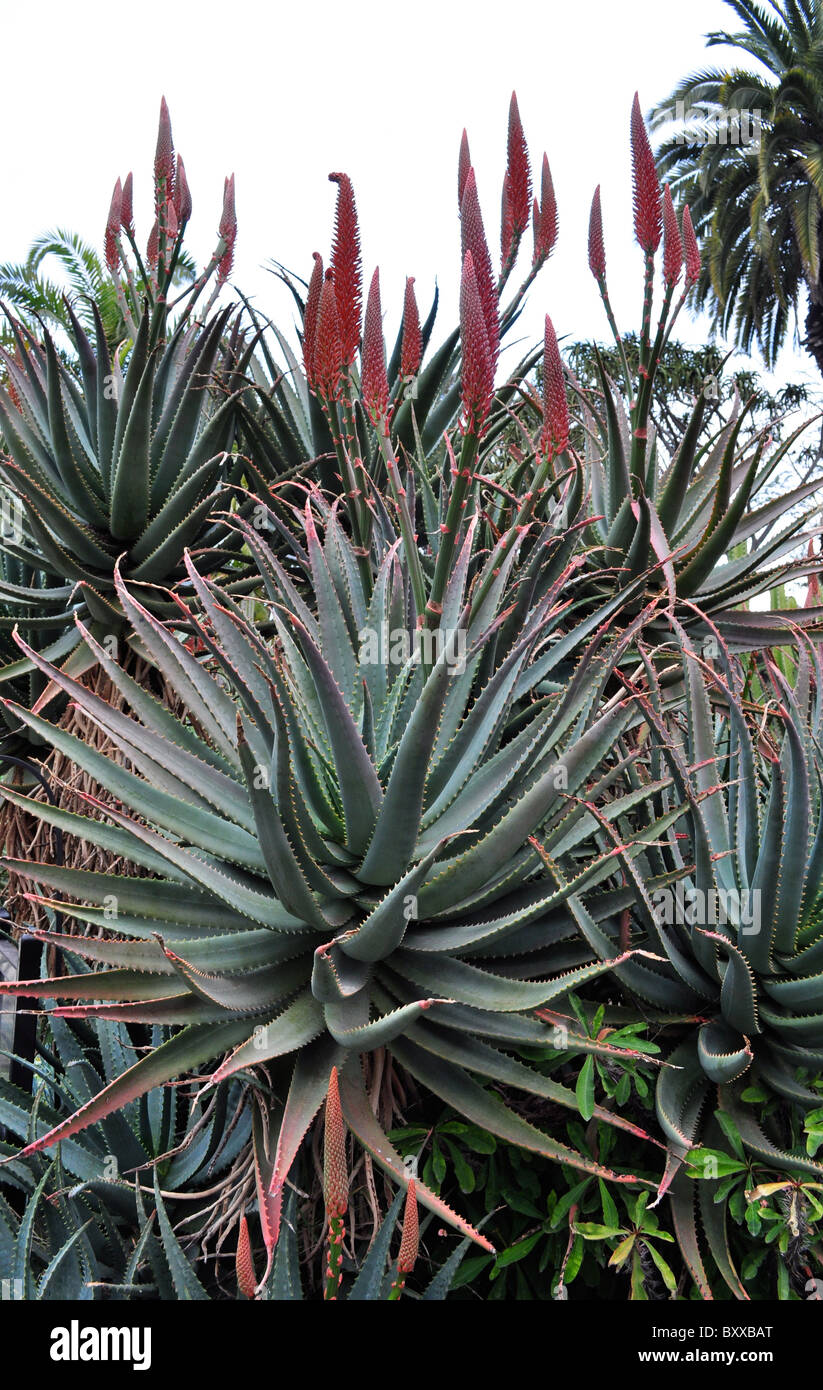 Tall aloes hi-res stock photography and images - Alamy