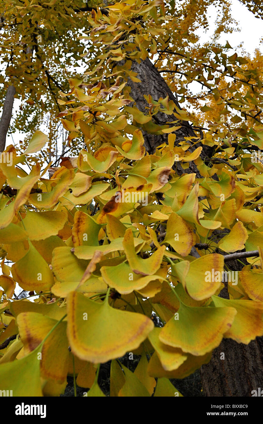 Ginko tree leaves in autumn, California Fall and Winter, Pasadena Stock ...