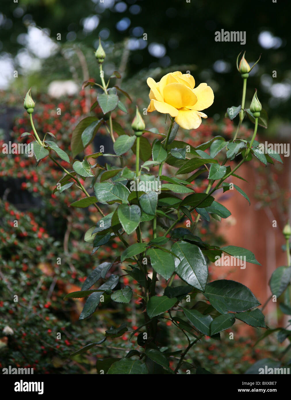 Rose yellow hybrid tea hi-res stock photography and images - Alamy