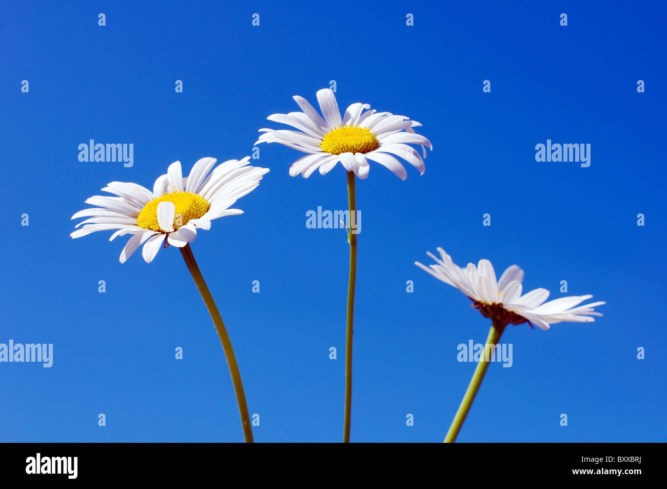 Three white daisies hi-res stock photography and images - Alamy