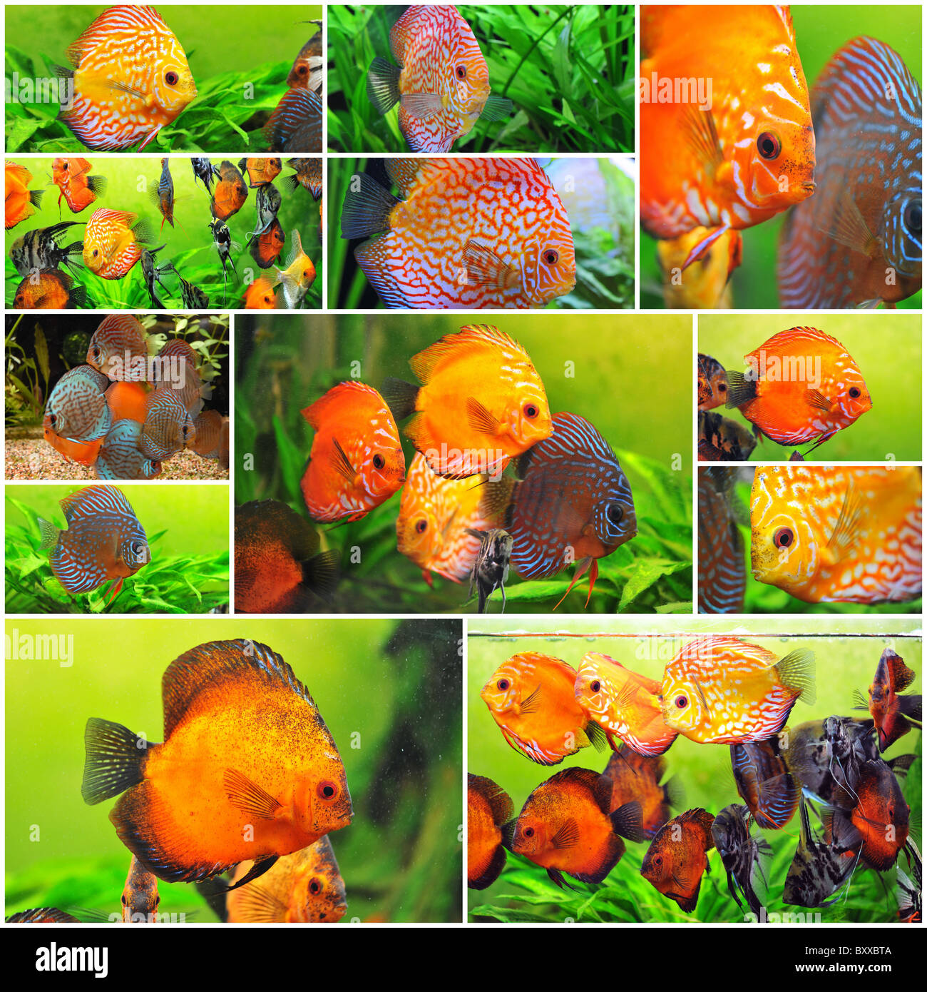 group of colorful symphysodon discus in aquarium Stock Photo - Alamy