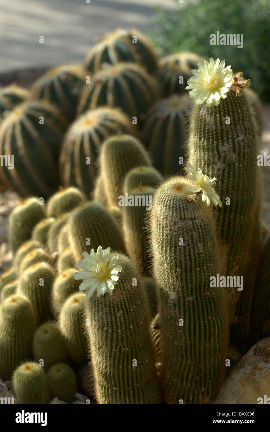 Cacti in flower hi-res stock photography and images - Alamy