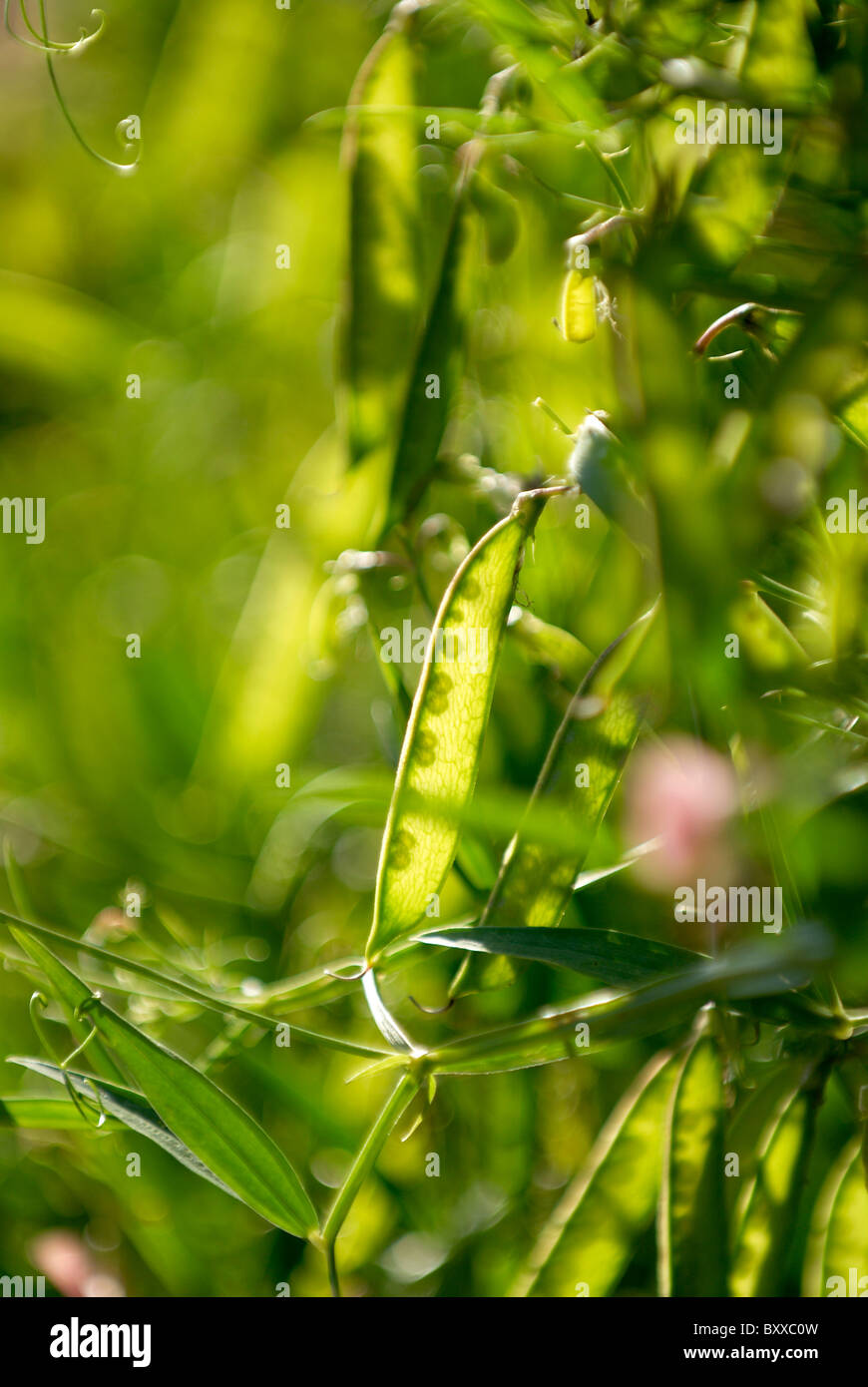 Sweet pea seed pod hi-res stock photography and images - Alamy