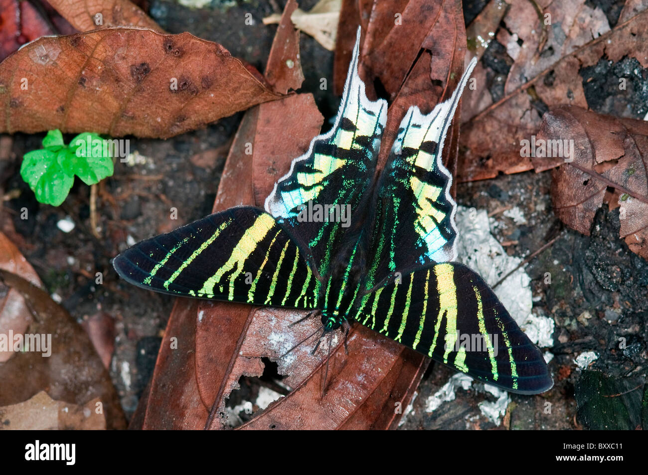 Moth lepidoptera ecuador hi-res stock photography and images - Alamy