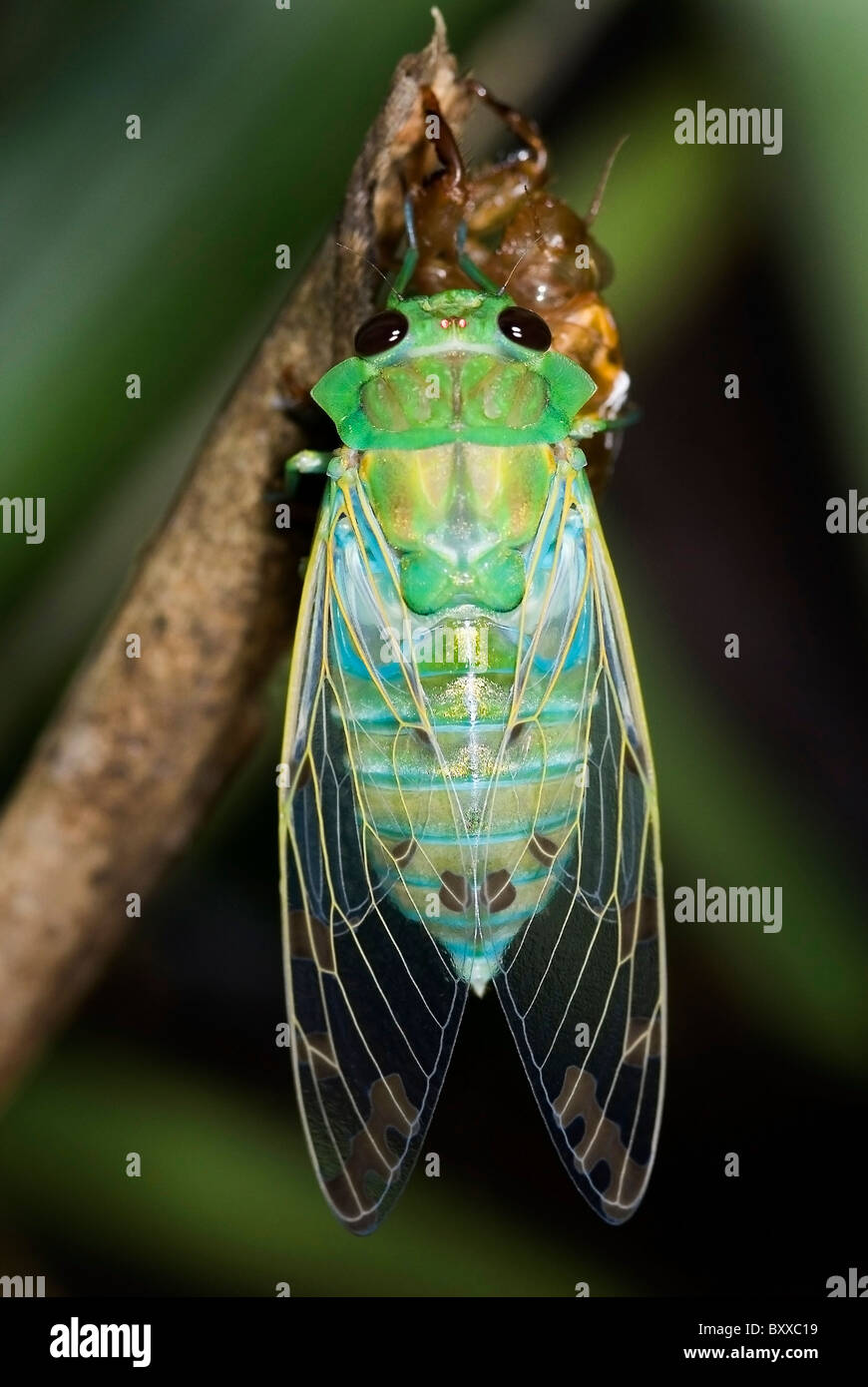 Emerald Cicada High Resolution Stock Photography and Images - Alamy