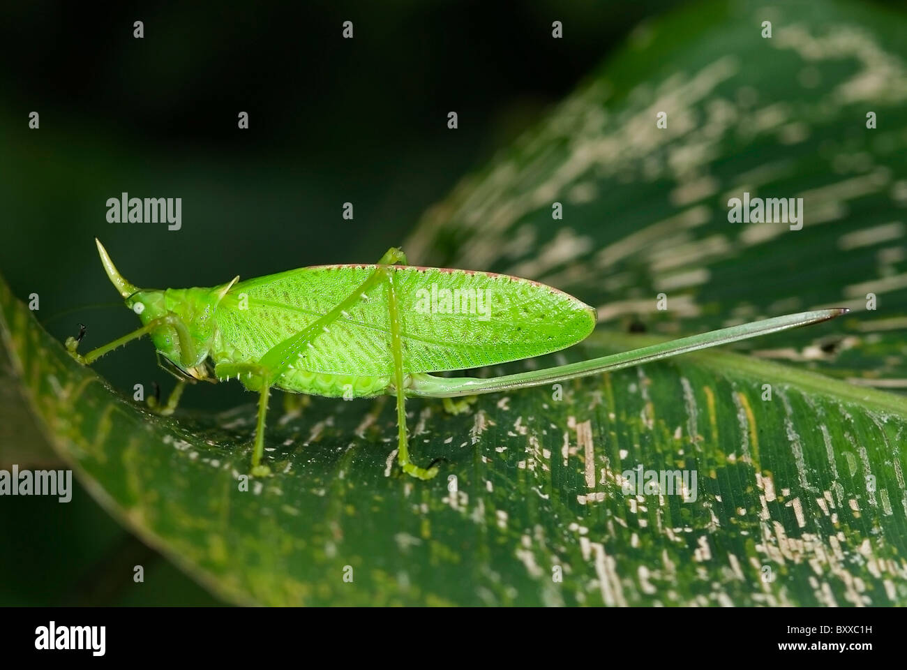 Copiphora rhinoceros hi-res stock photography and images - Alamy