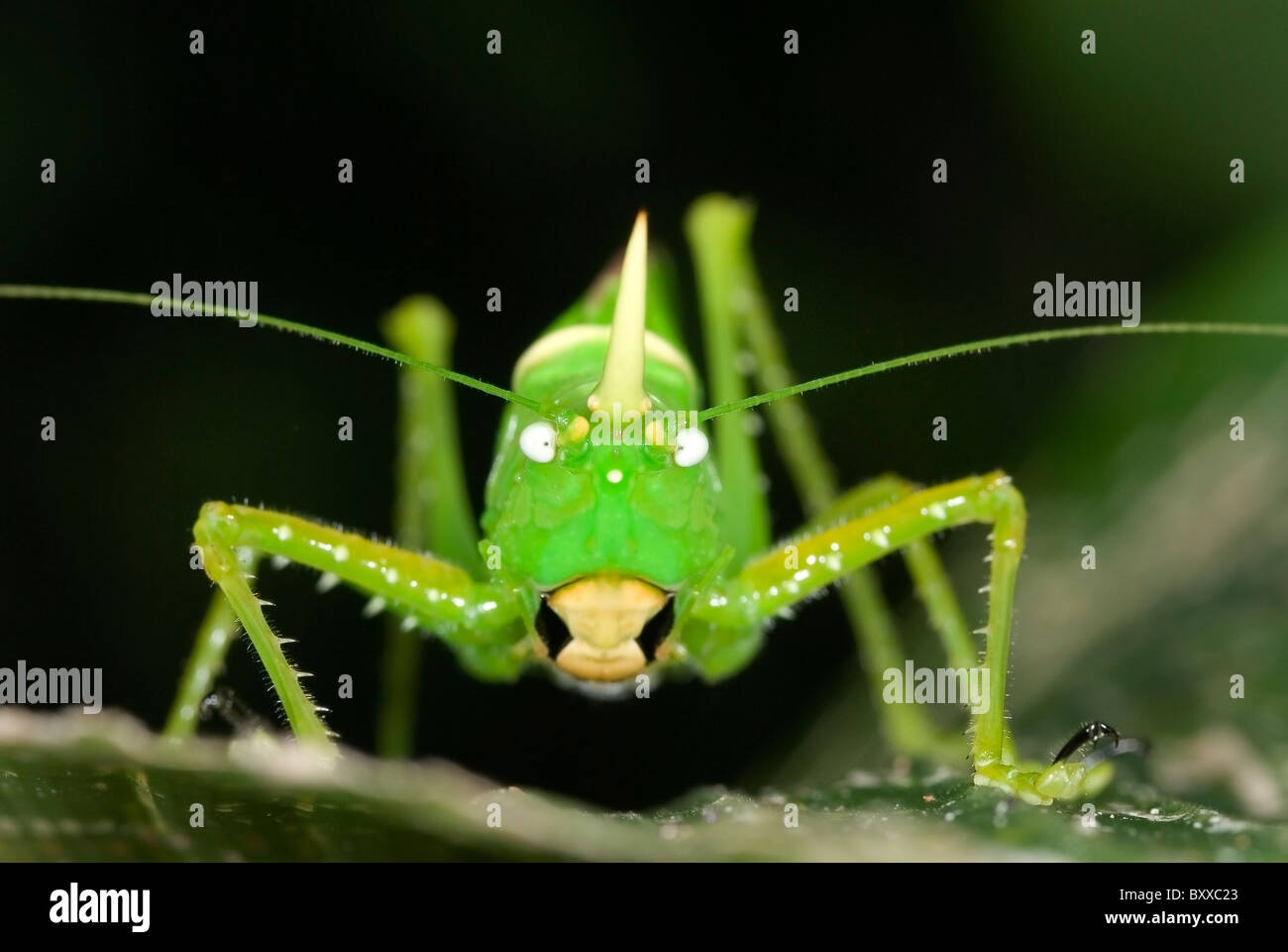Copiphora rhinoceros hi-res stock photography and images - Alamy