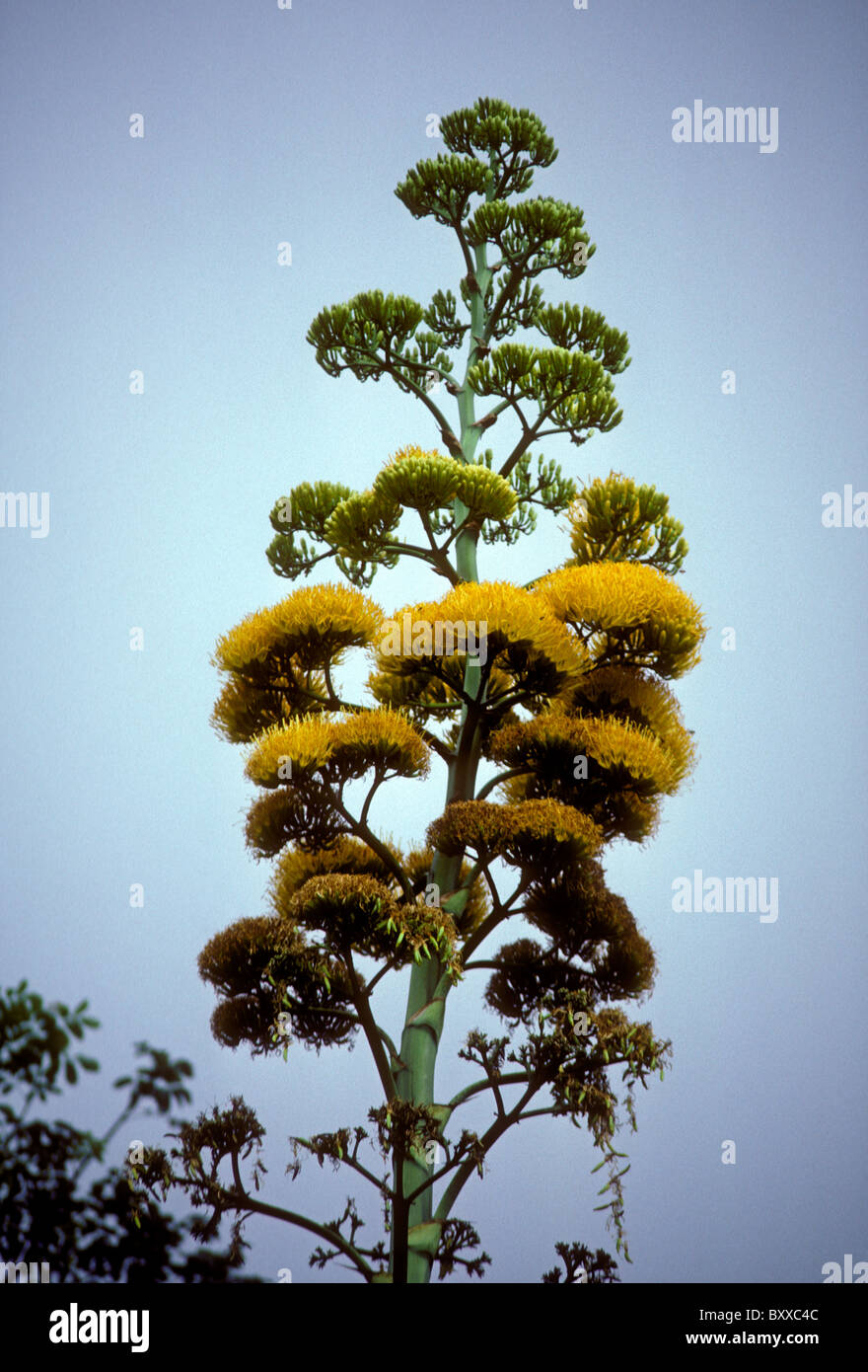 Dagger log hi-res stock photography and images - Alamy