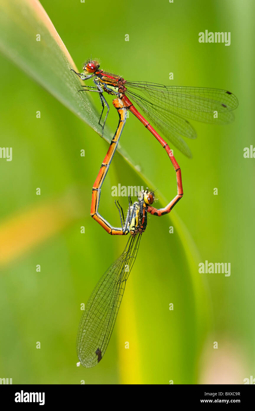 Large-Red Damsel "Pyrrhosoma nymphula" mating, Portugal Stock Photo - Alamy