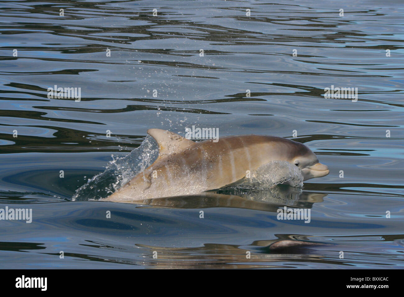 Fetal folds dolphin hi-res stock photography and images - Alamy