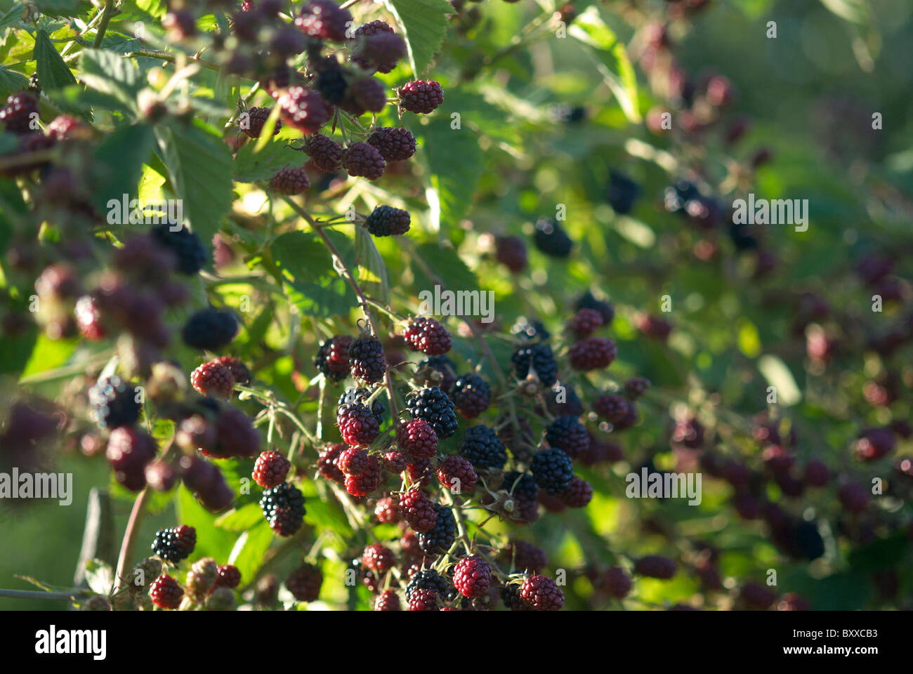 blackberry rubus plant with ripe fruit Stock Photo - Alamy