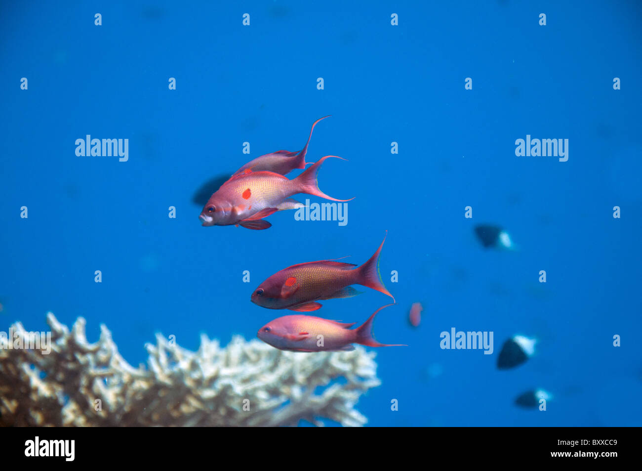 Tropical Fish of the Red Sea Stock Photo - Alamy