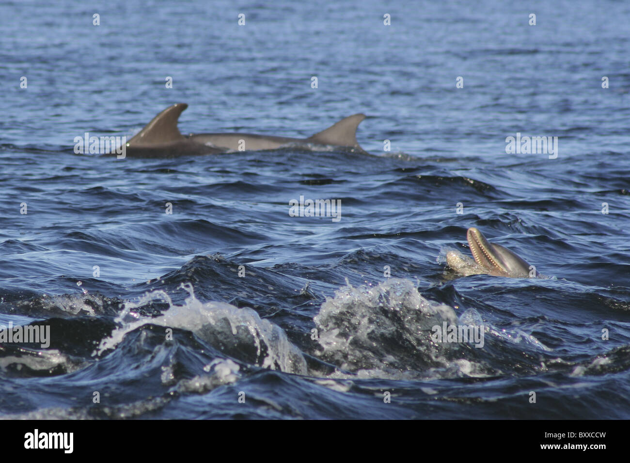 Bottlenose dolphin (Tursiops truncatus) showing its teeth, Chanonry ...