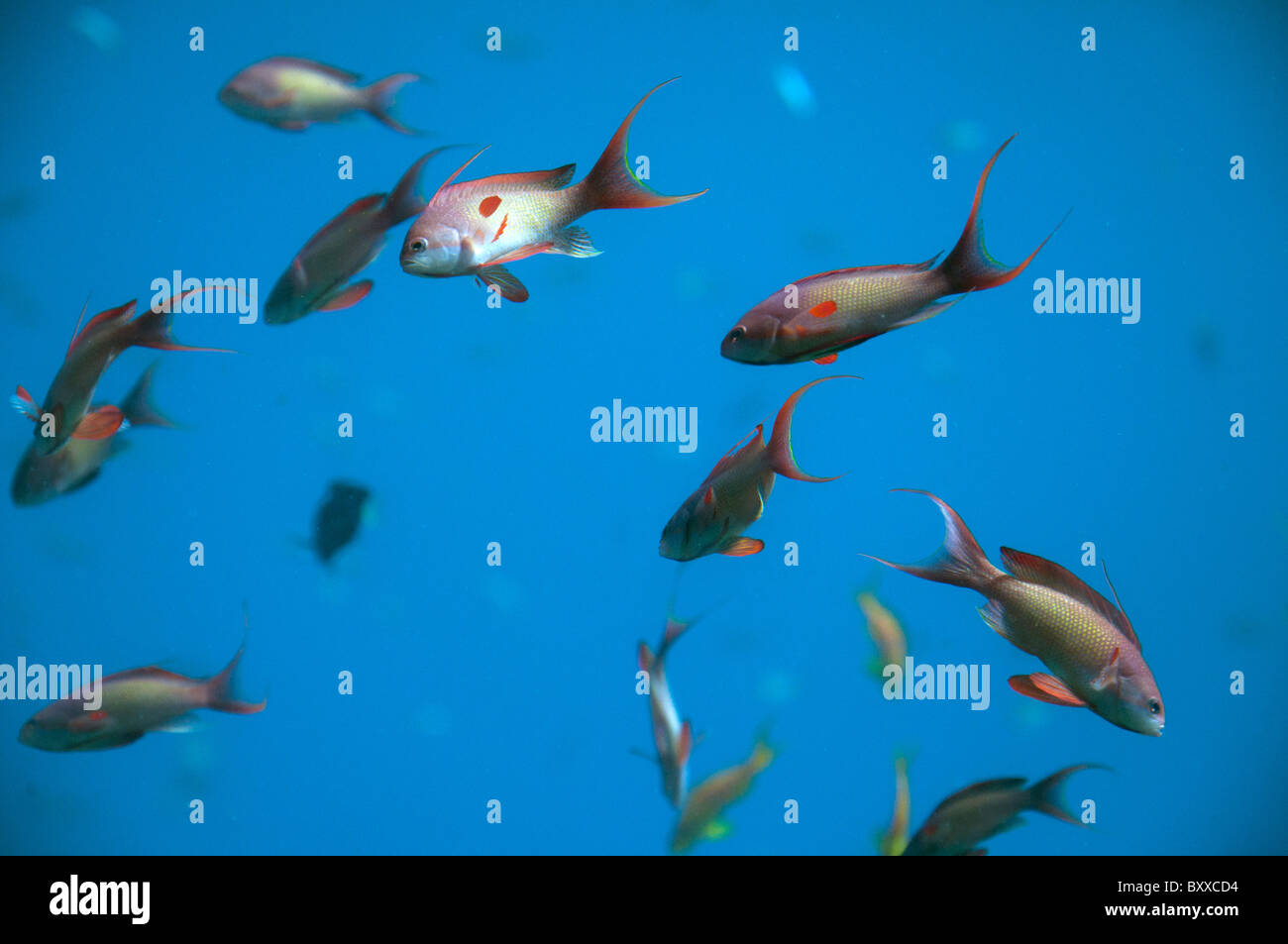 Tropical Fish of the Red Sea Stock Photo - Alamy