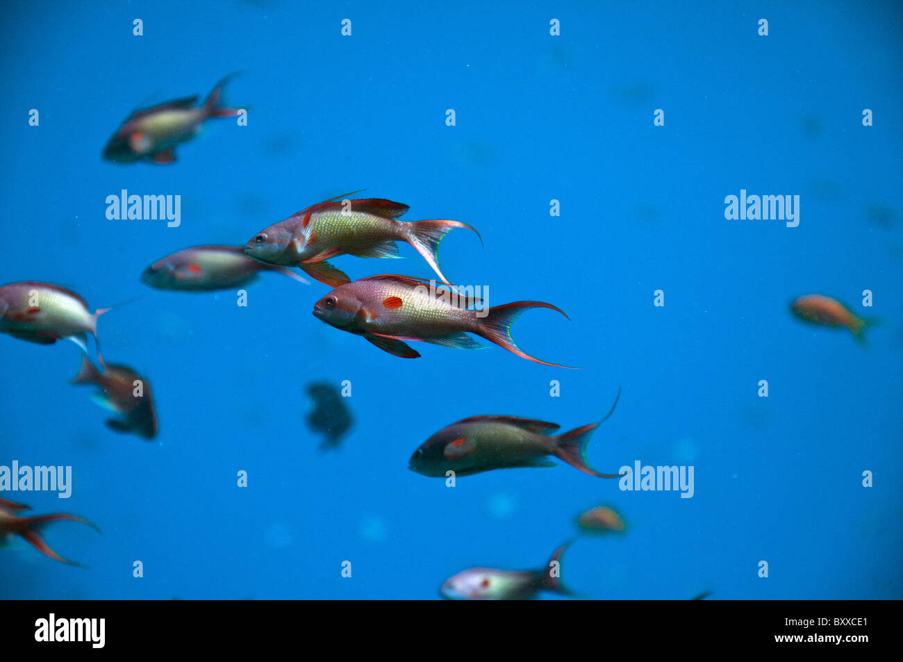 Tropical Fish of the Red Sea Stock Photo - Alamy