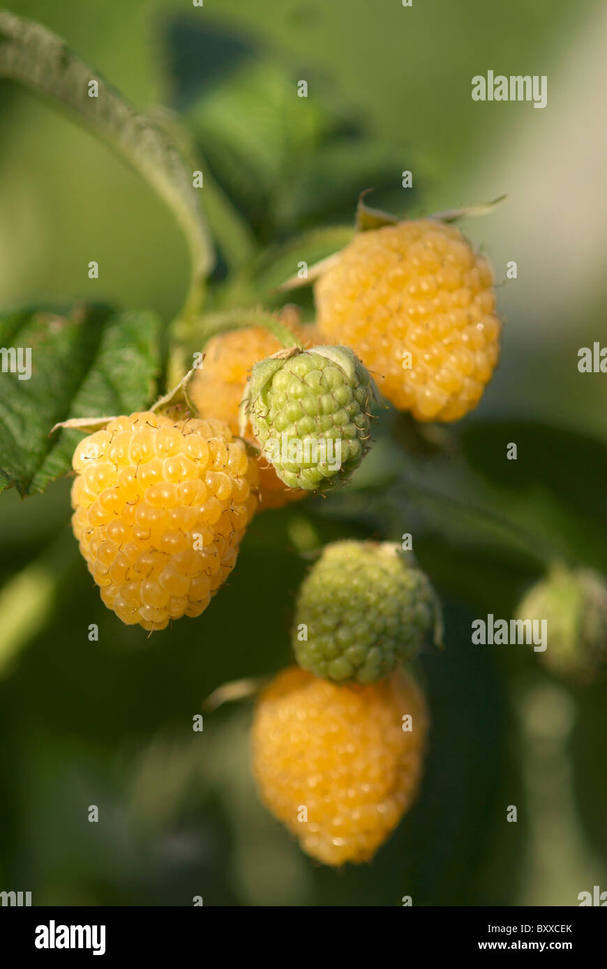 Rasberry plant hi-res stock photography and images - Alamy