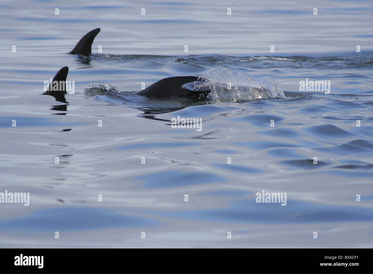 Dolphin pectoral fin hi-res stock photography and images - Alamy