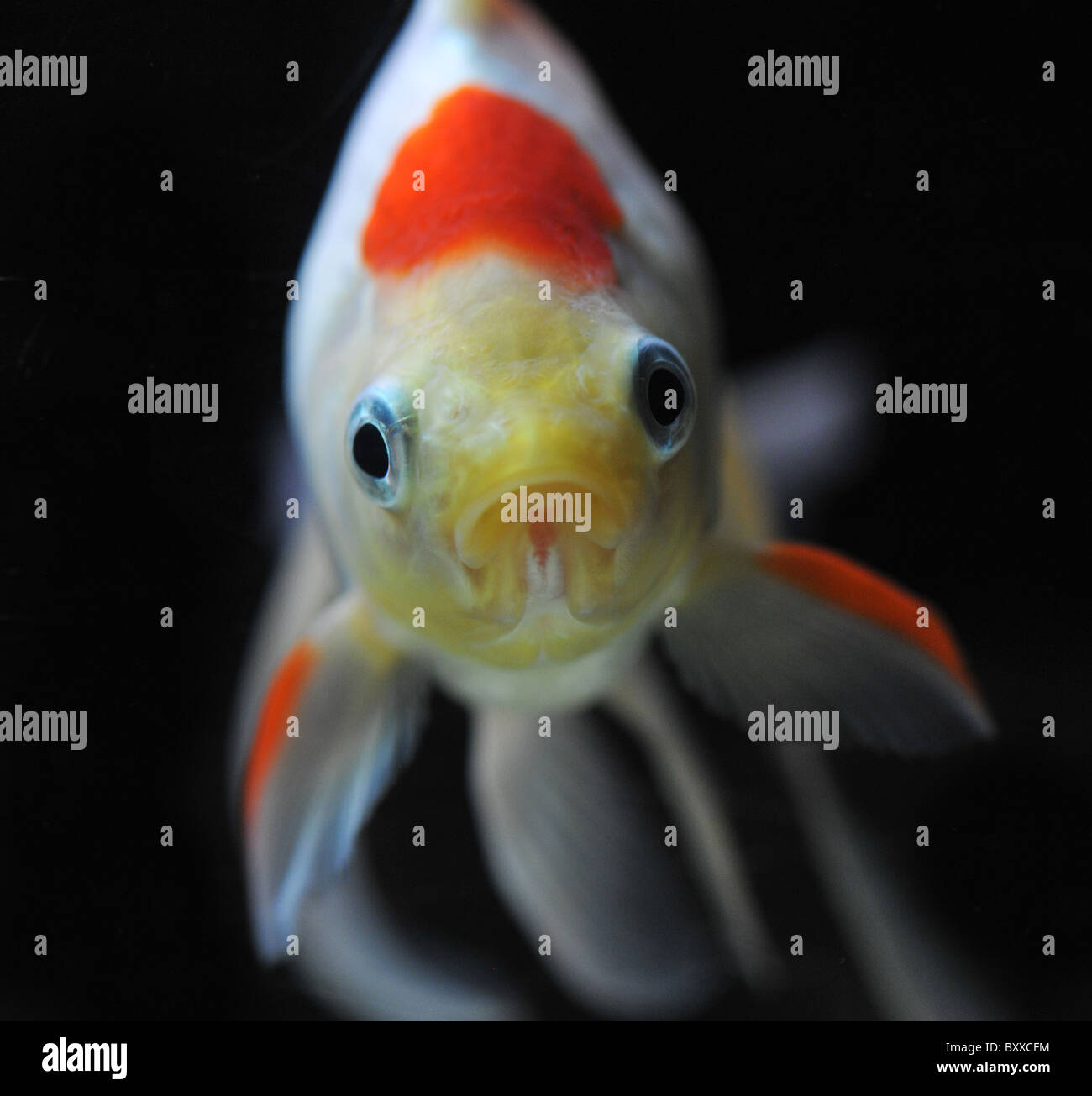 white and red goldfish in a dark backgroud in a fishtank Stock Photo ...