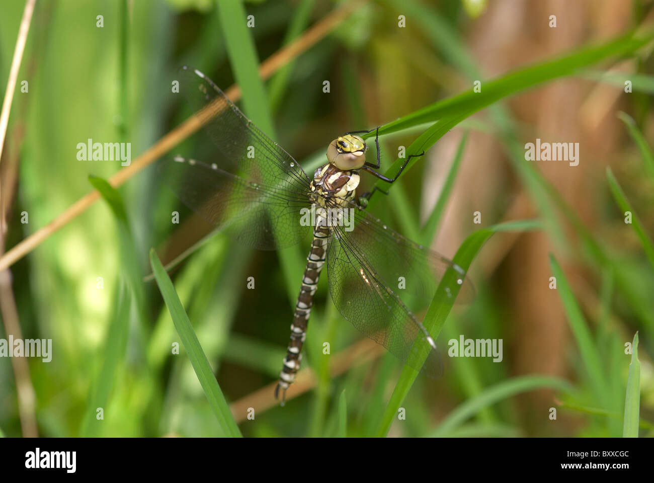 Dragonfly and pond habitat Devon England Stock Photo - Alamy