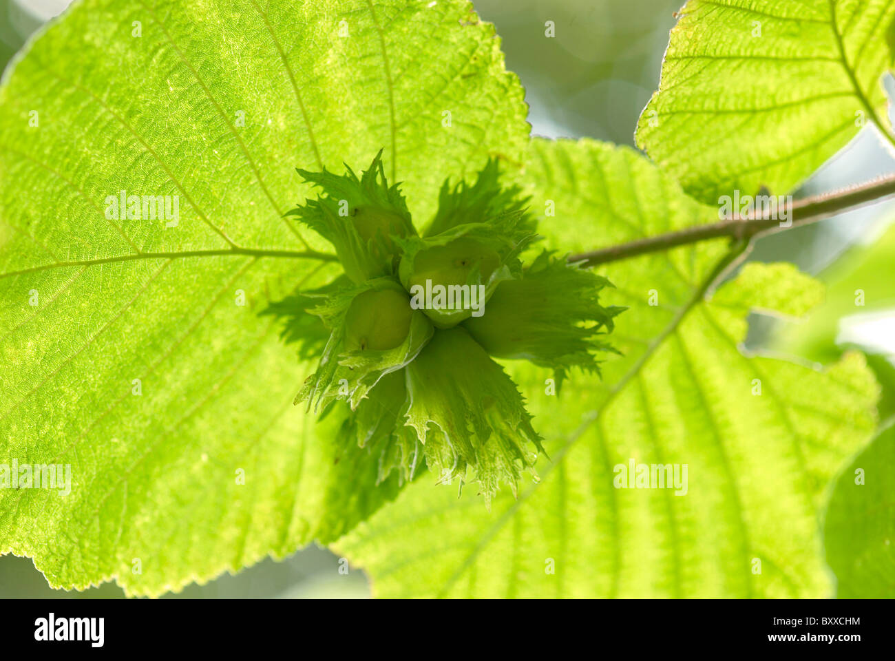Hazel nuts forming on tree backlit Stock Photo - Alamy