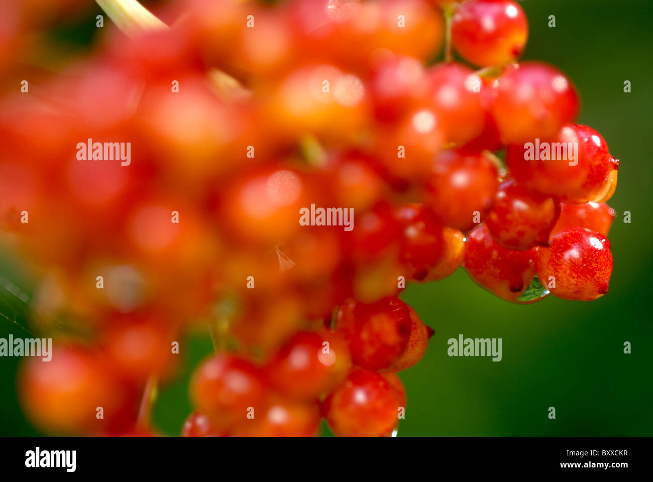 Graphic Viburnum Opulus High Resolution Stock Photography and Images ...