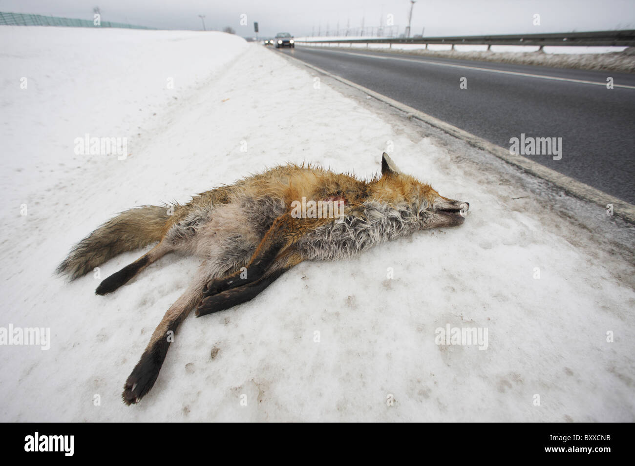 Dead fox on a road hi-res stock photography and images - Alamy