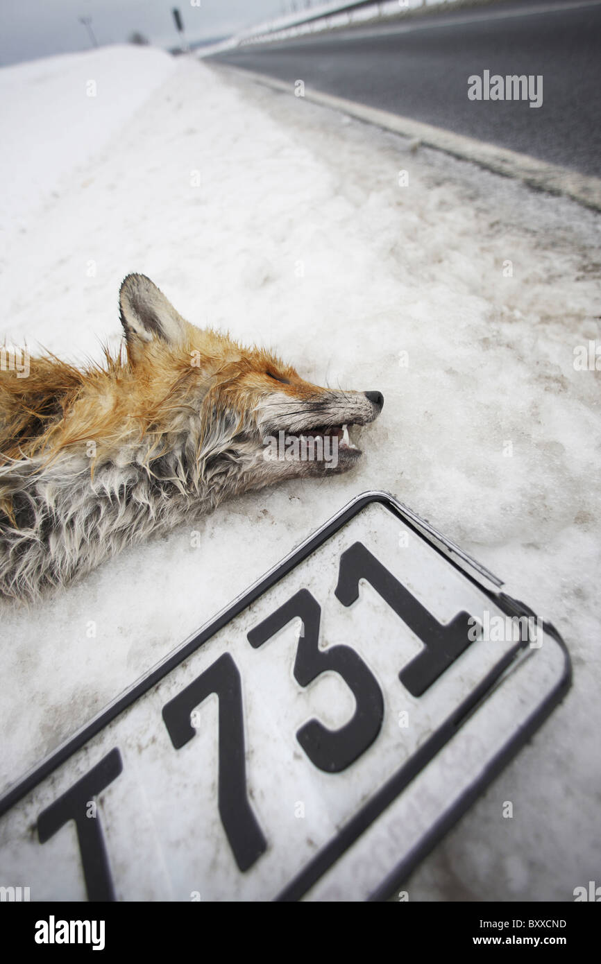 Dead fox in road hi-res stock photography and images - Alamy
