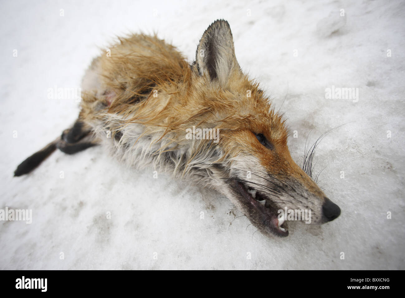 Dead fox on a road hi-res stock photography and images - Alamy