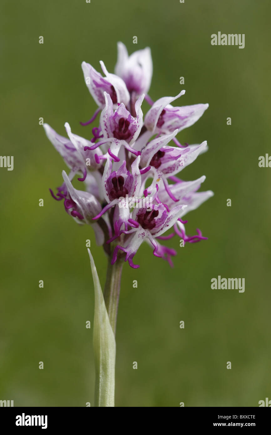 Monkey orchids hi-res stock photography and images - Alamy