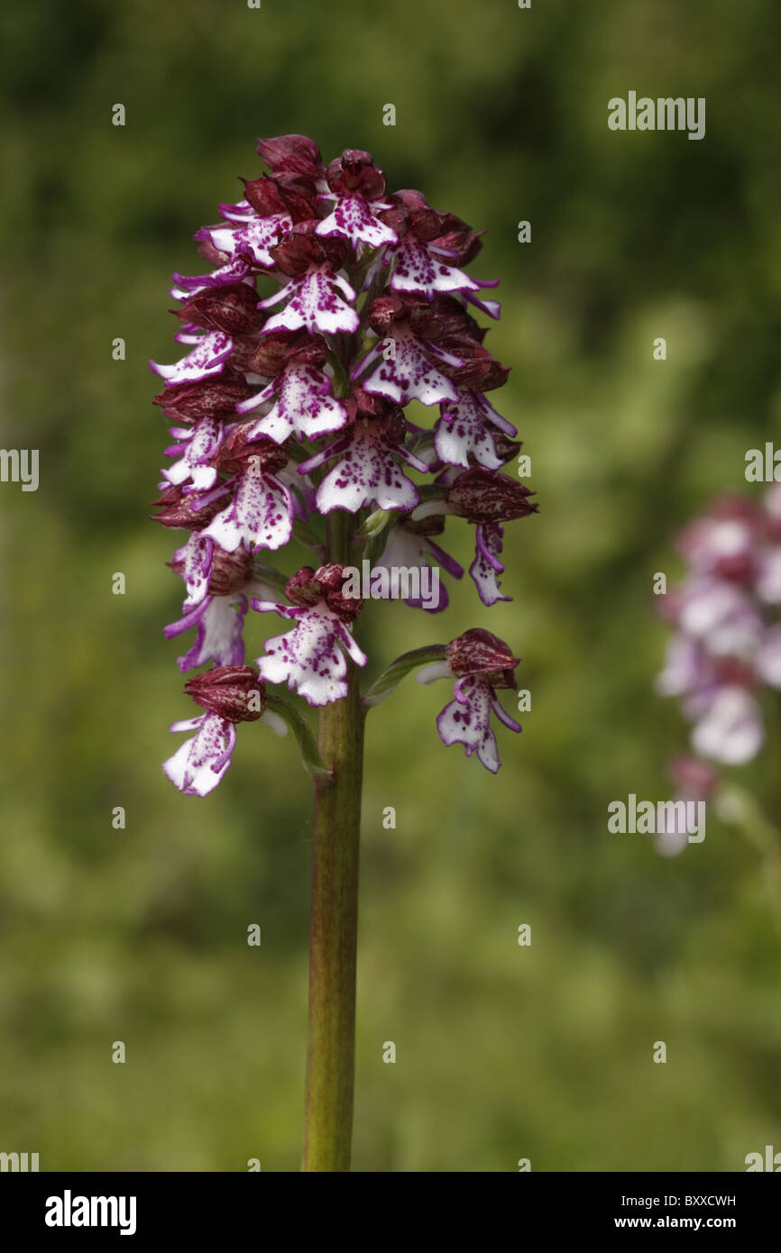 Orchid spike flower hi-res stock photography and images - Alamy